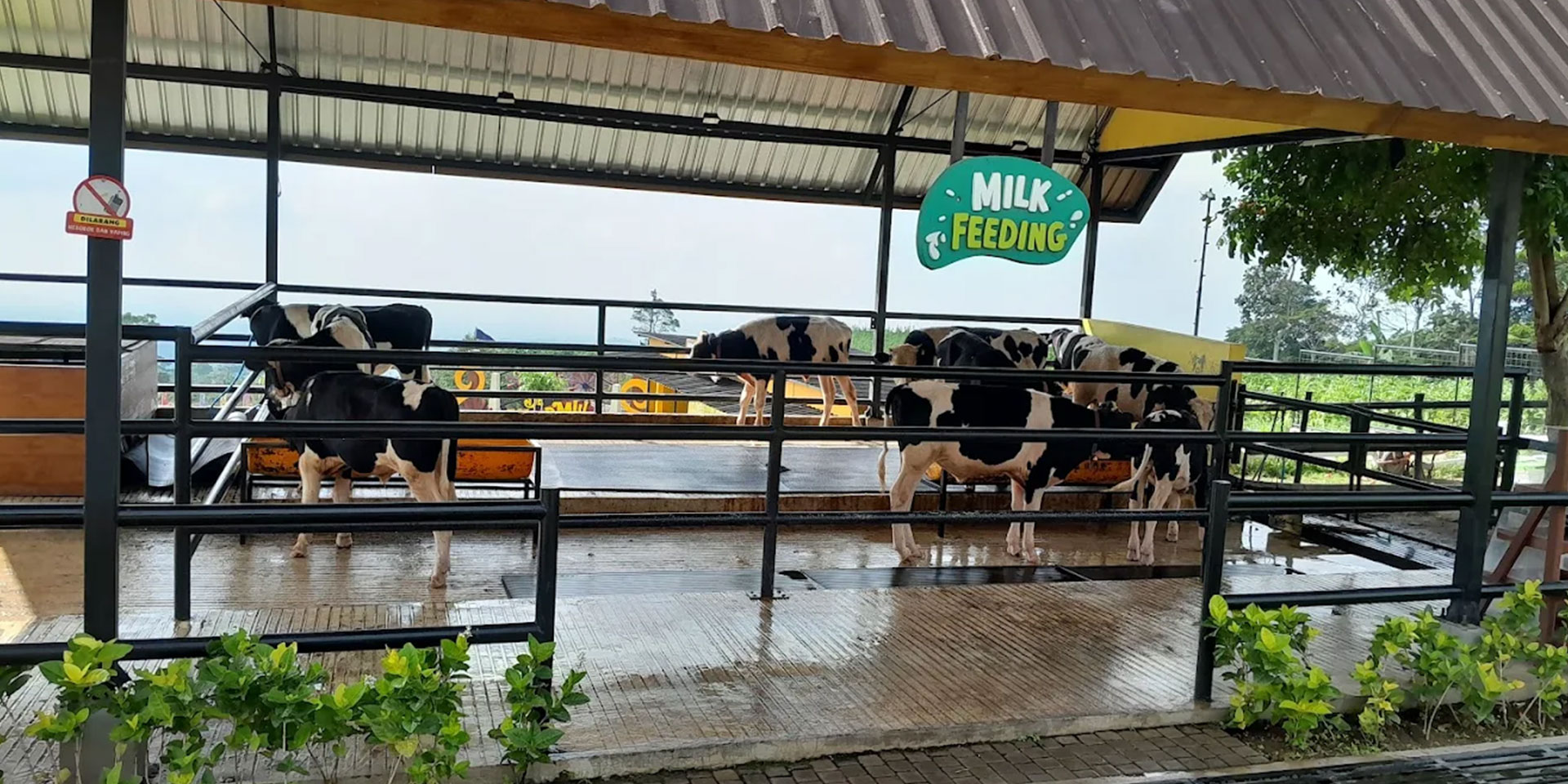 Cepogo Cimory Cheese Park - Kayu Arum Resort